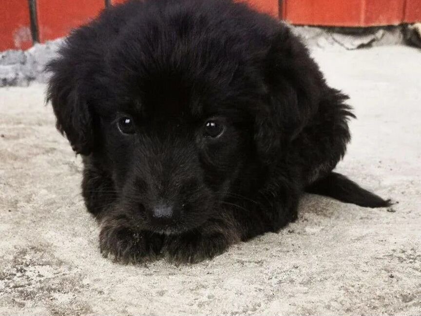 Собака в добрые руки отдам бесплатно