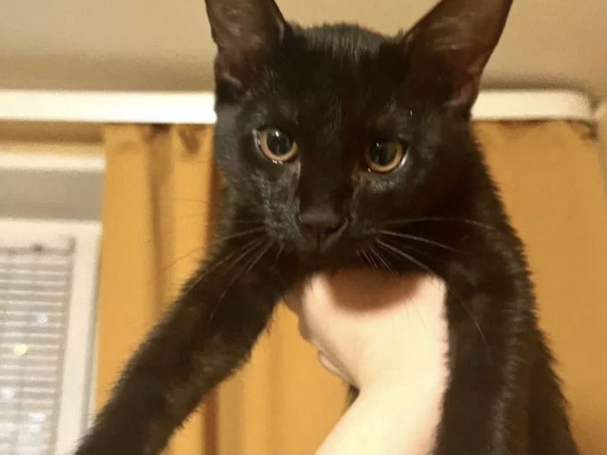 Котенок бомбейка 4 мес