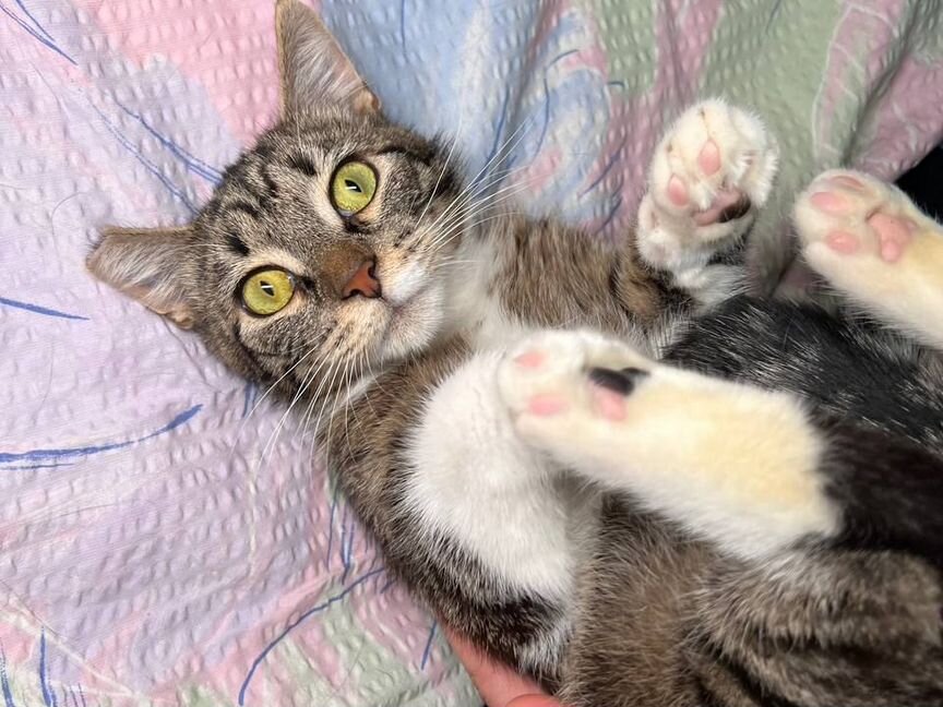 Котенок с изумительными глазами