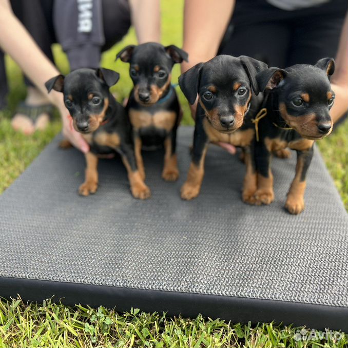 Собака щенок породы цвергпинчер