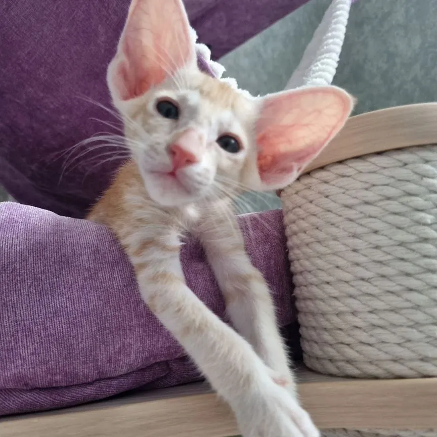Ориентальные котята