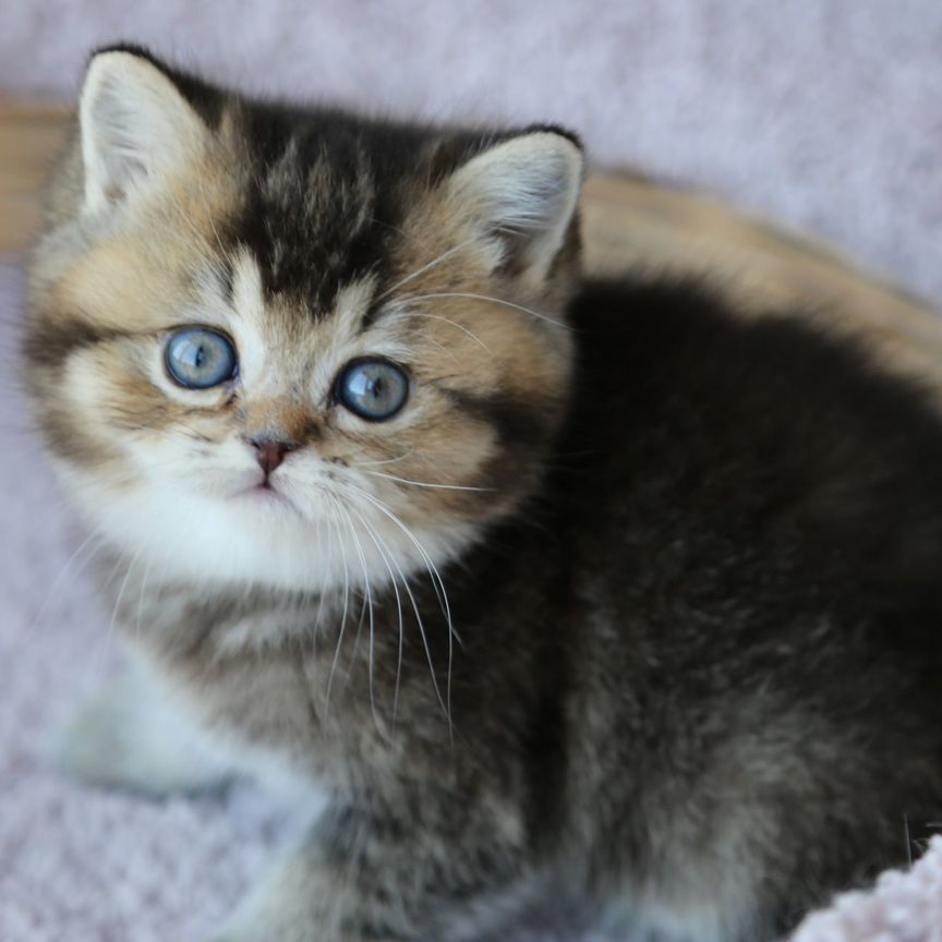 Кошечка в добрые руки 2года