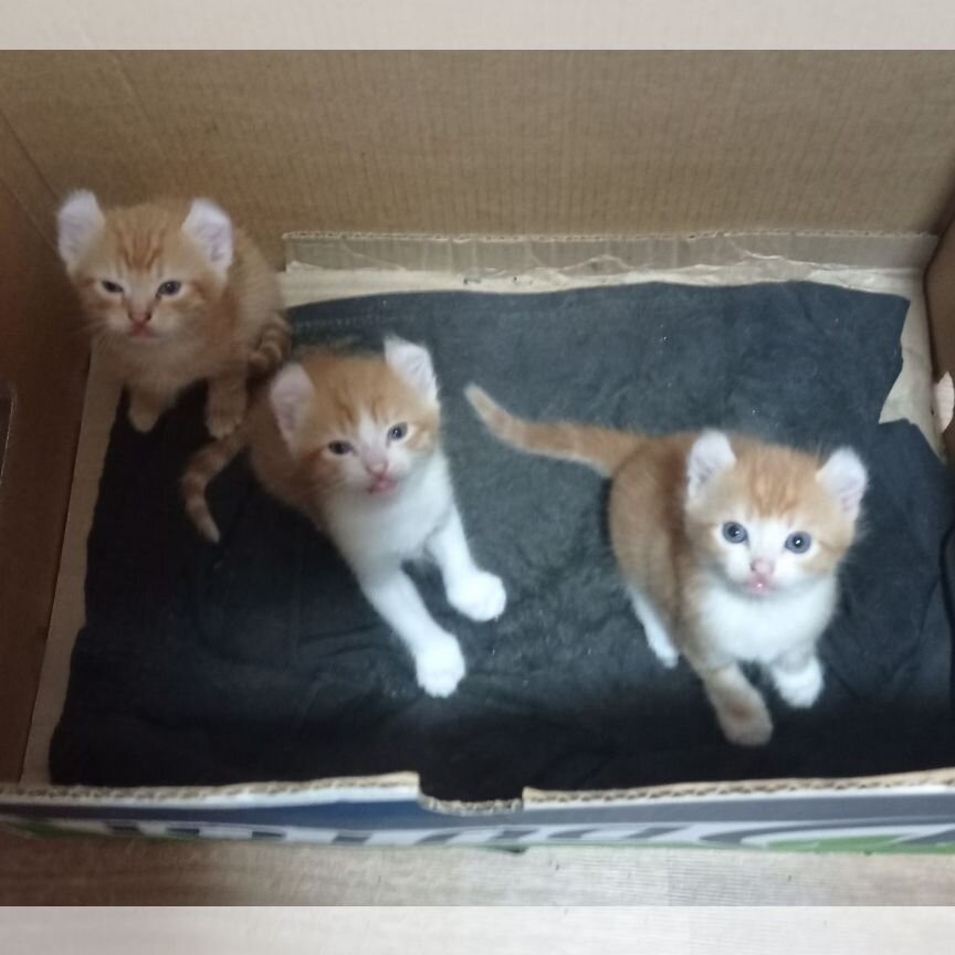 Котята