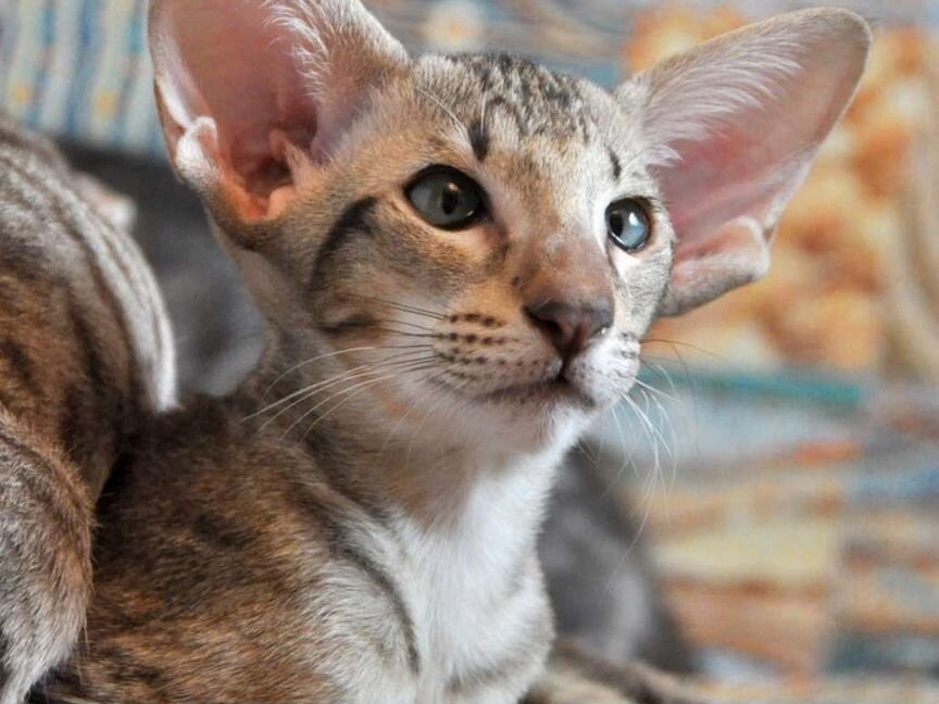 Супер Орики