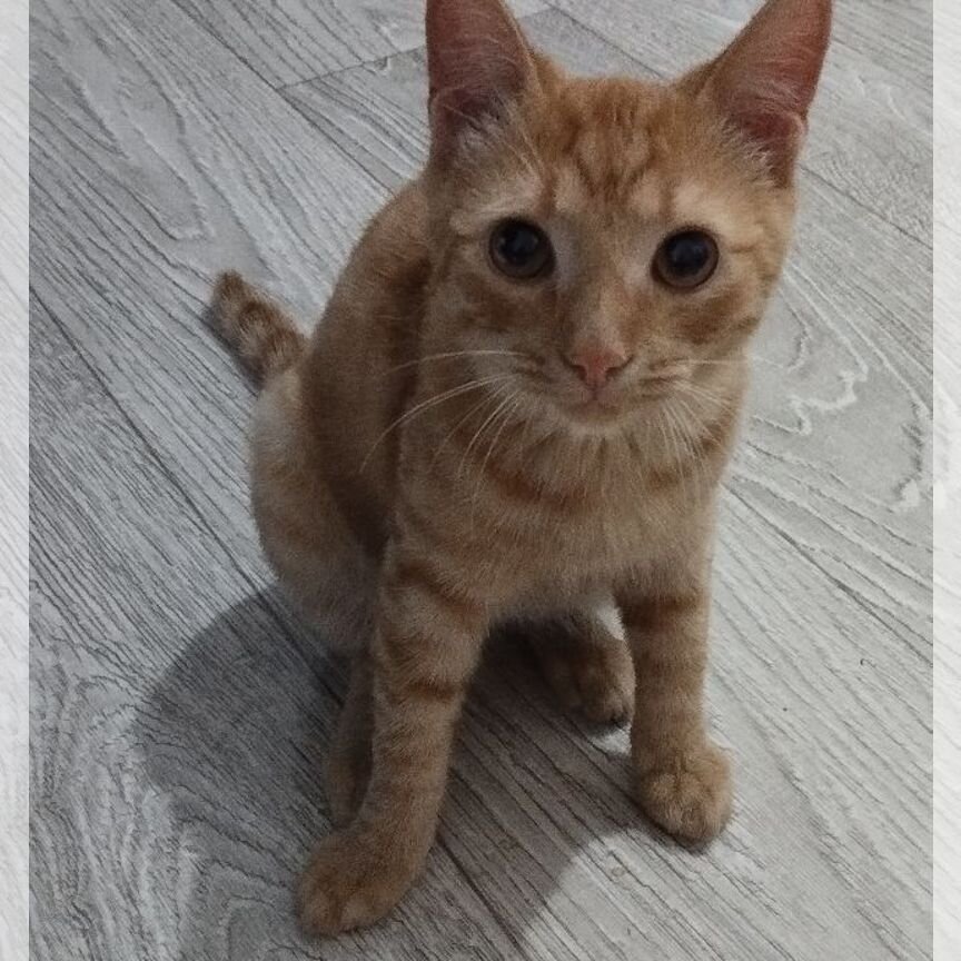 Котёнок в добрые руки