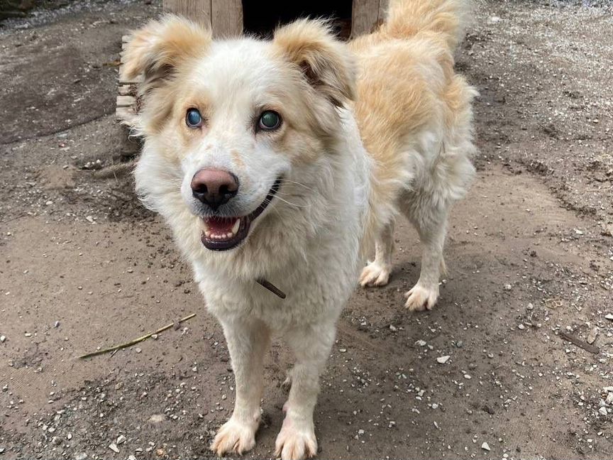 Слепой пёсик Бимка