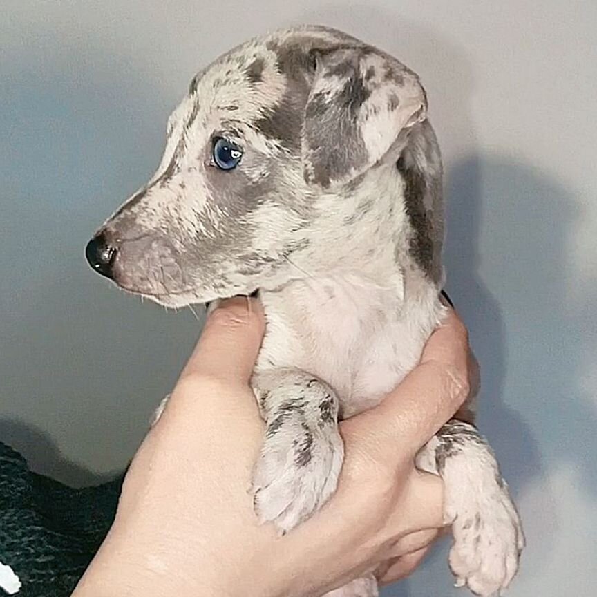 Левретка, щенок