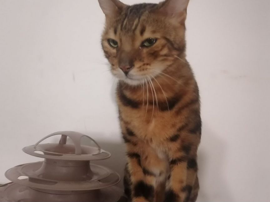 Кот