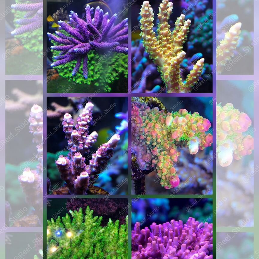 Живые кораллы для морского аквариума