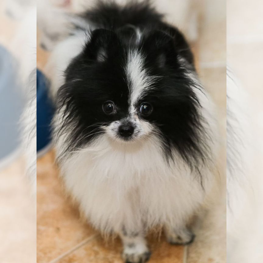 Померанский шпиц, щенок