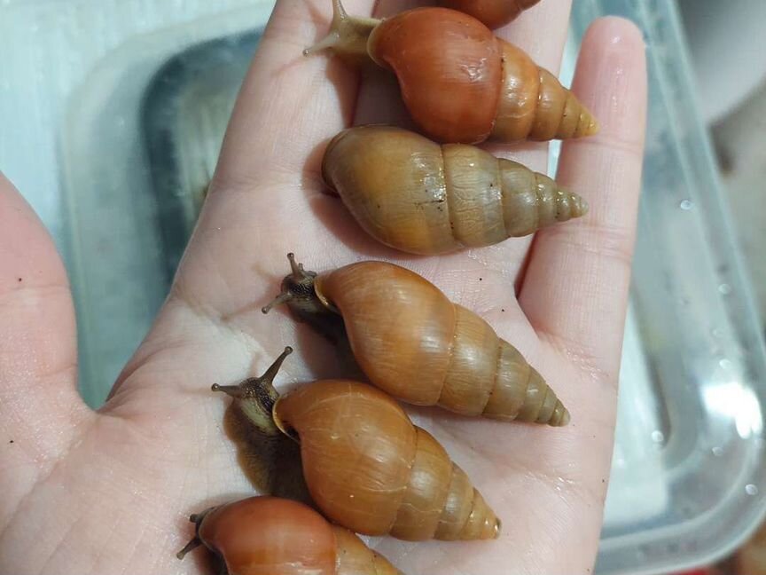 Лимиколярии оранж мини, ракушка не более 3 см