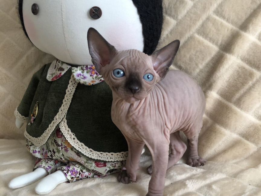 Котята канадский сфинкс