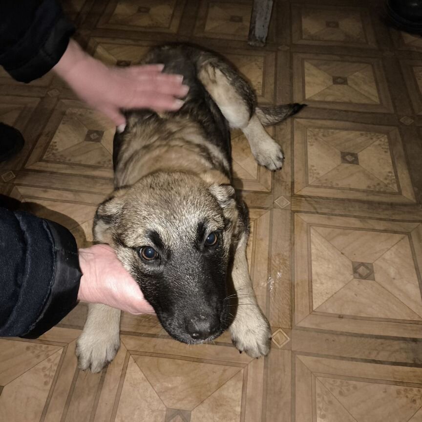 Щенок в добрые руки