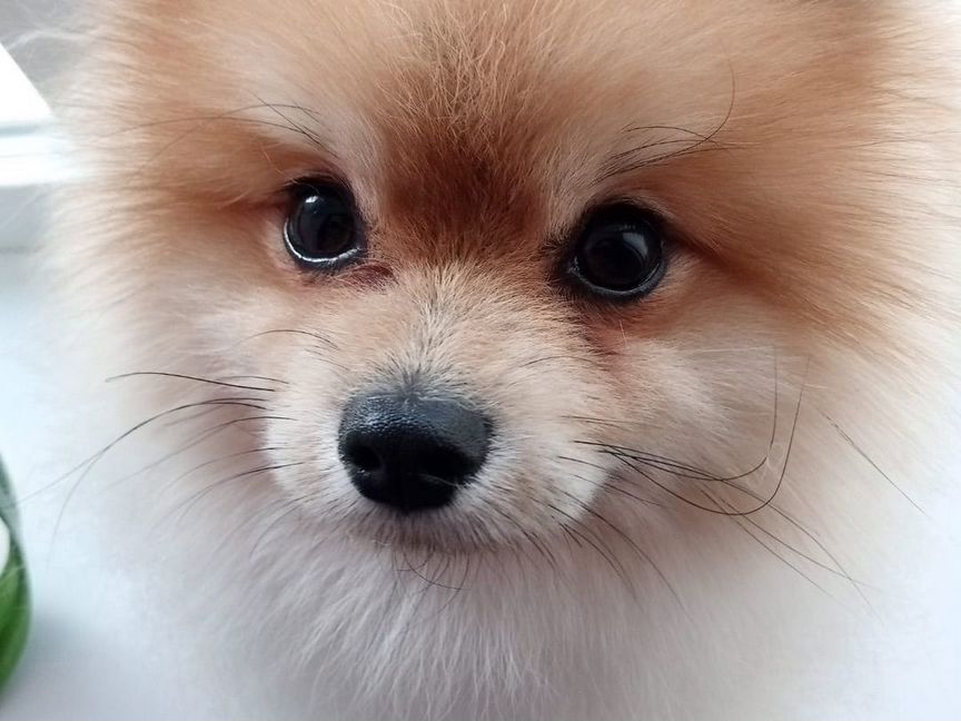 Малый немецкий шпиц