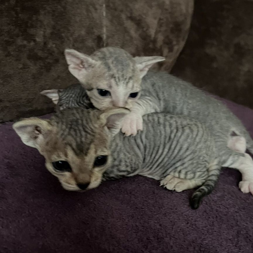 Канадский сфинкс котёнок