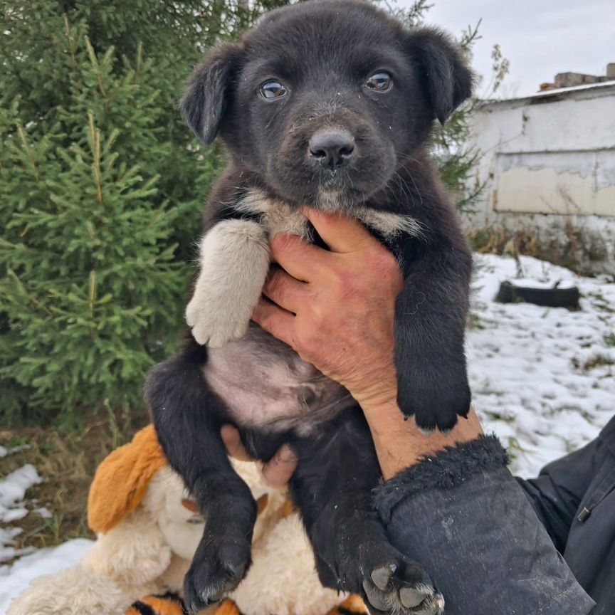 Щенок в добрые руки