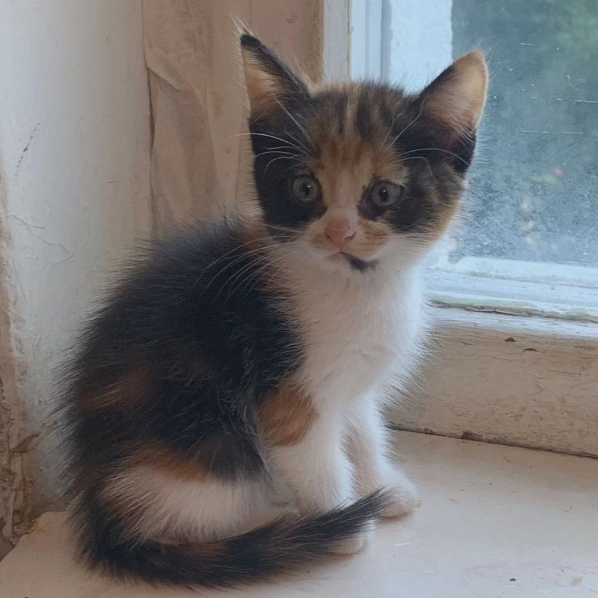Котеночка выкинули. Нужен дом