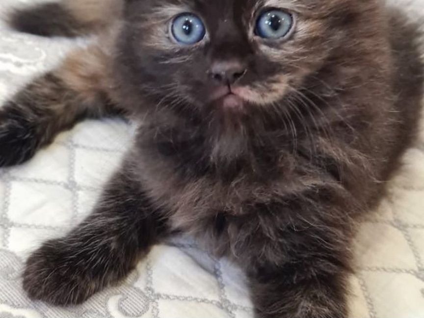 Вислоухие котята
