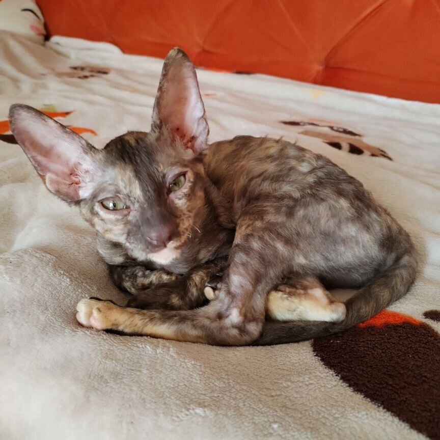 Котенок Корниш рекс