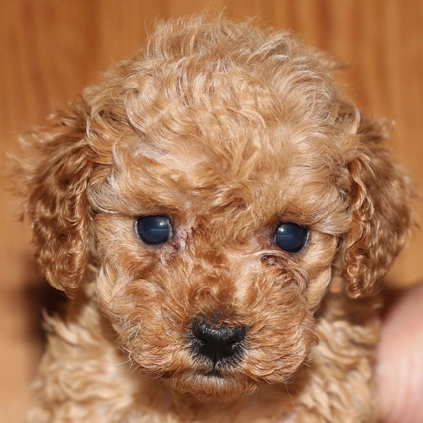 Кавапу, щенок