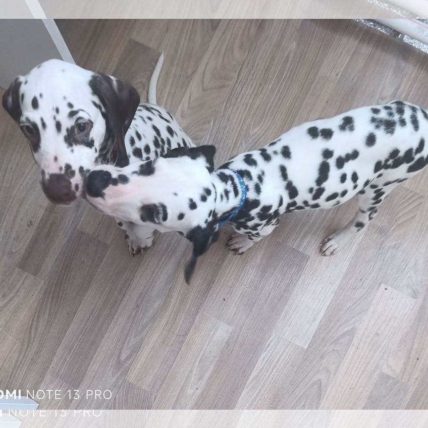 Далматин, щенок