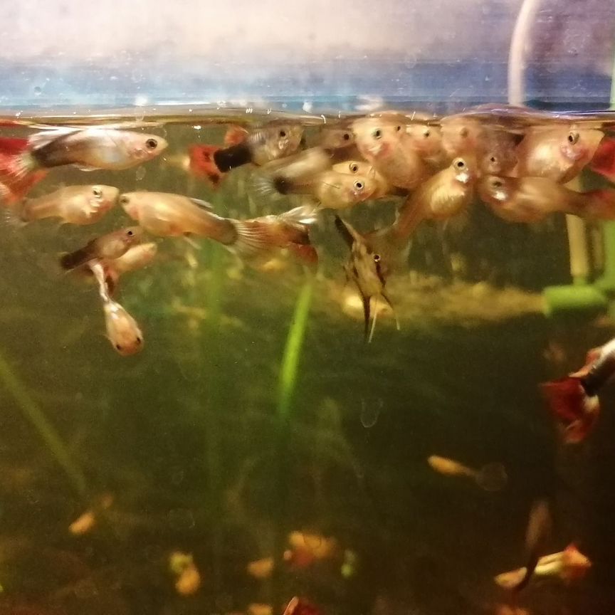 Десять гупяшек бесплатно