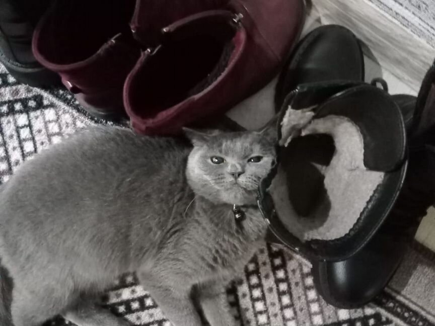 Британская кошечка