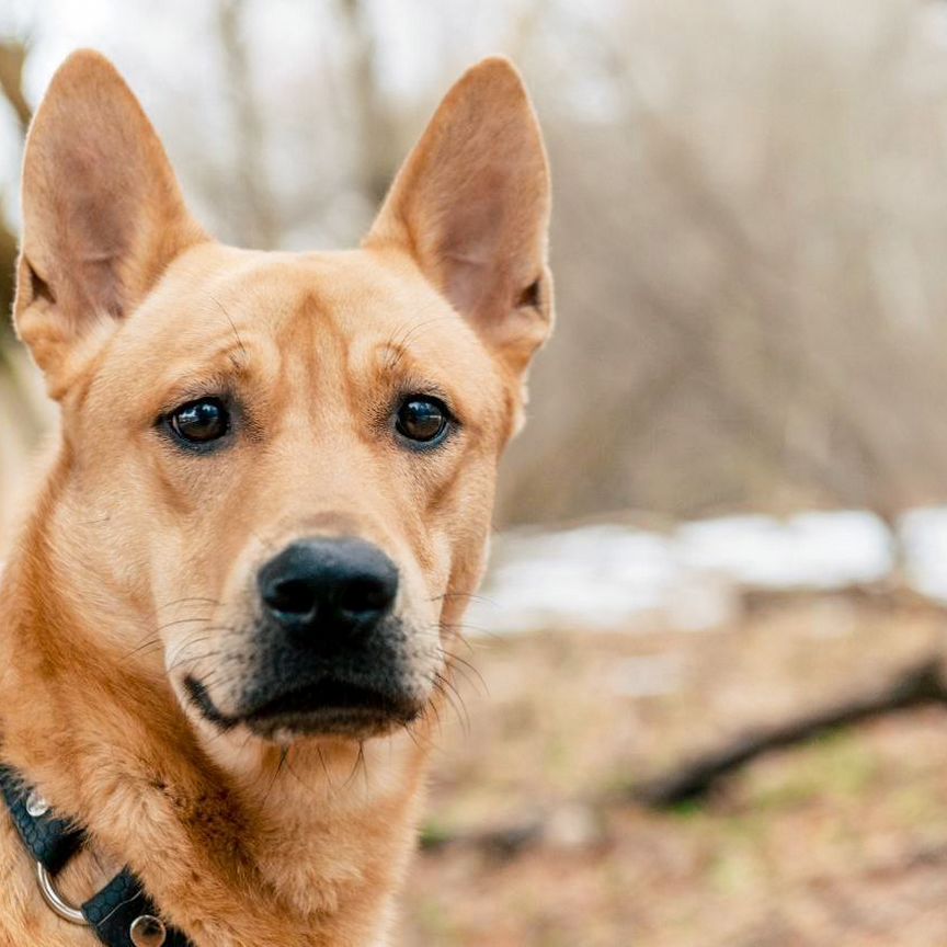 Бо ищет своего человека