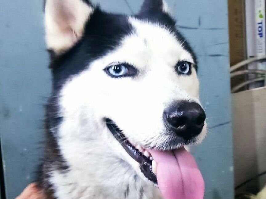 Ищет дом Сибирский хаски