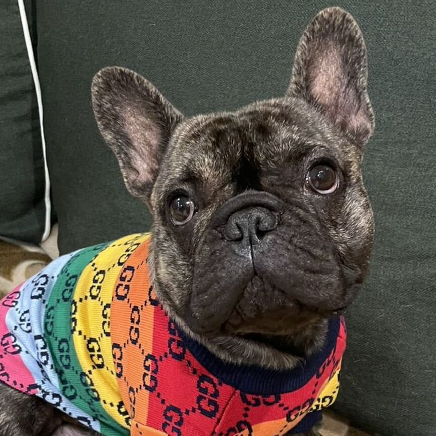 Свитер для собаки