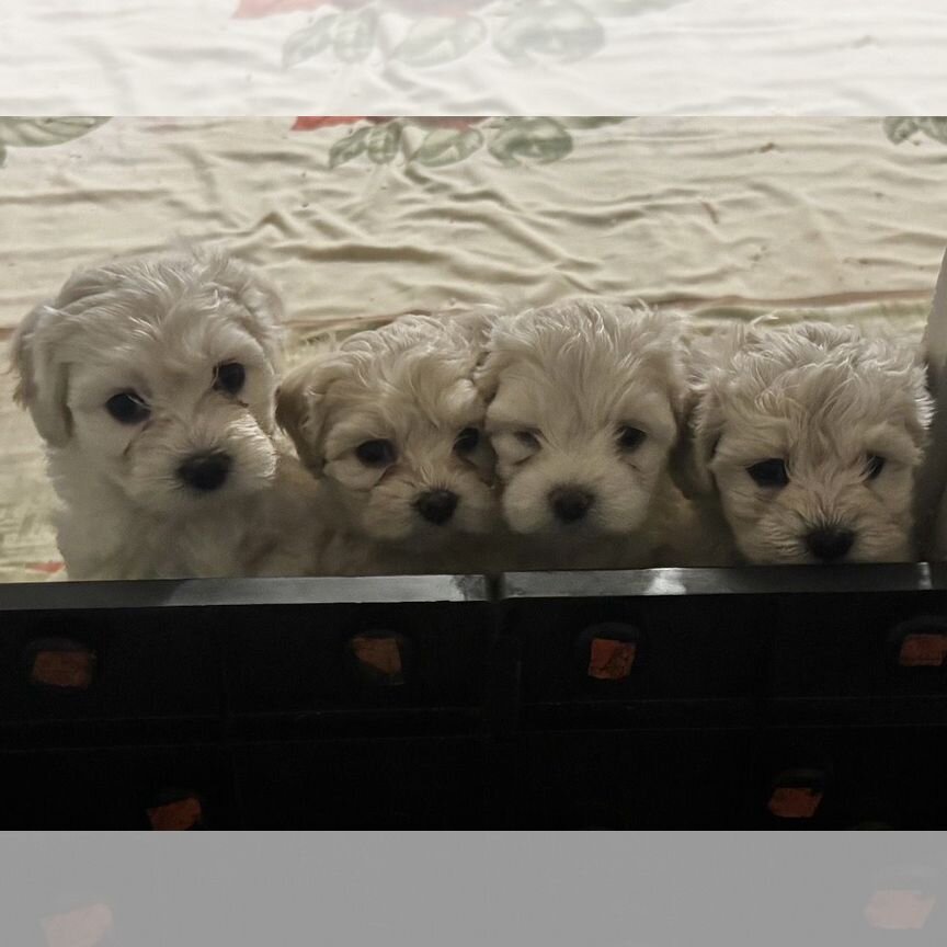 Бишон фризе, щенок