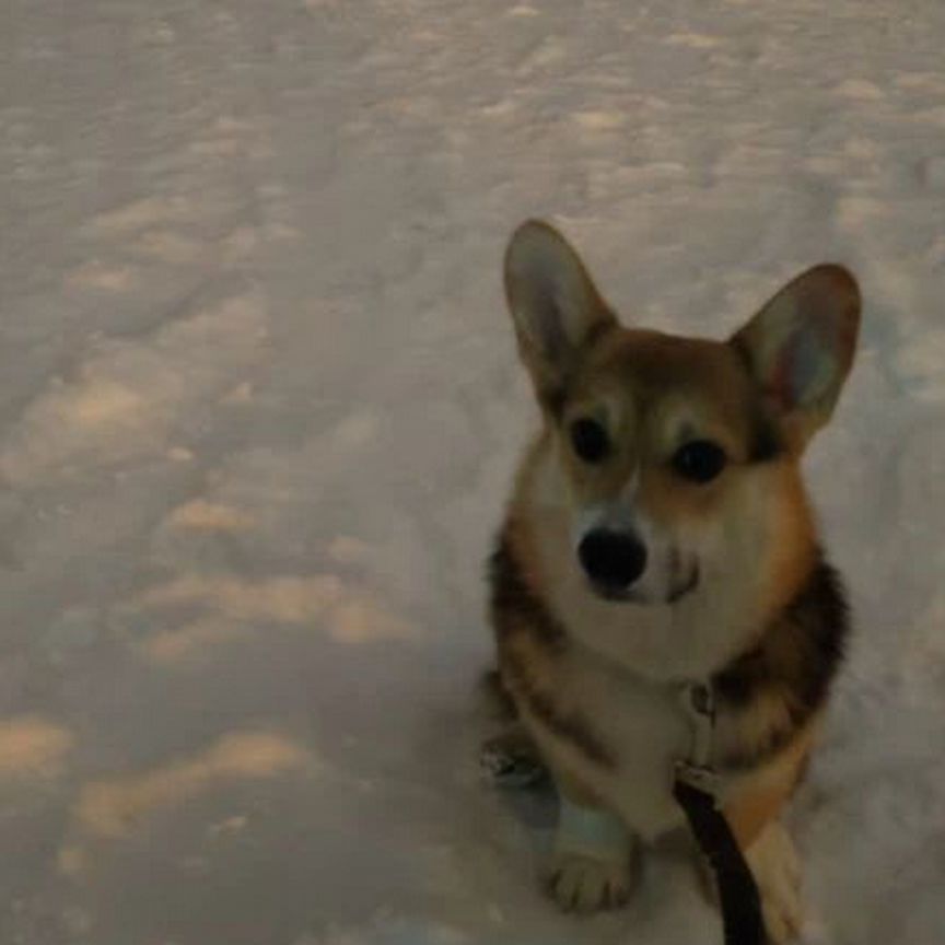 Вельш Корги Пемброк, щенок