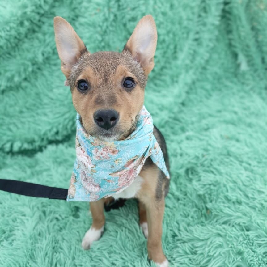 Щенки небольшие в добрые руки