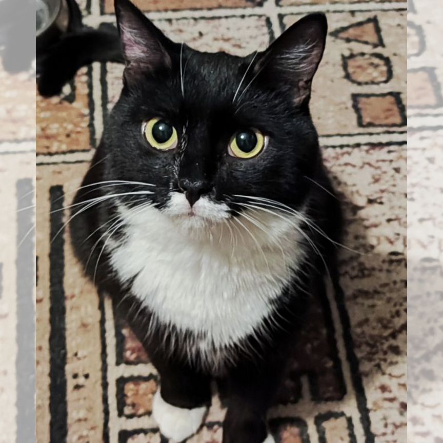 Взрослый кот в добрые руки