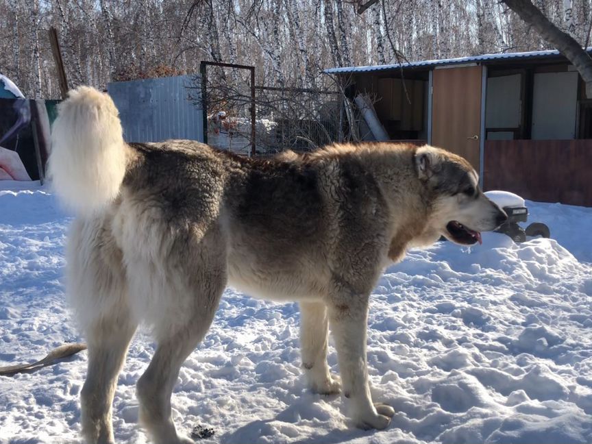 Щенки азиатской овчарки