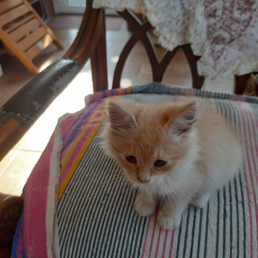 Котёнок бежевый