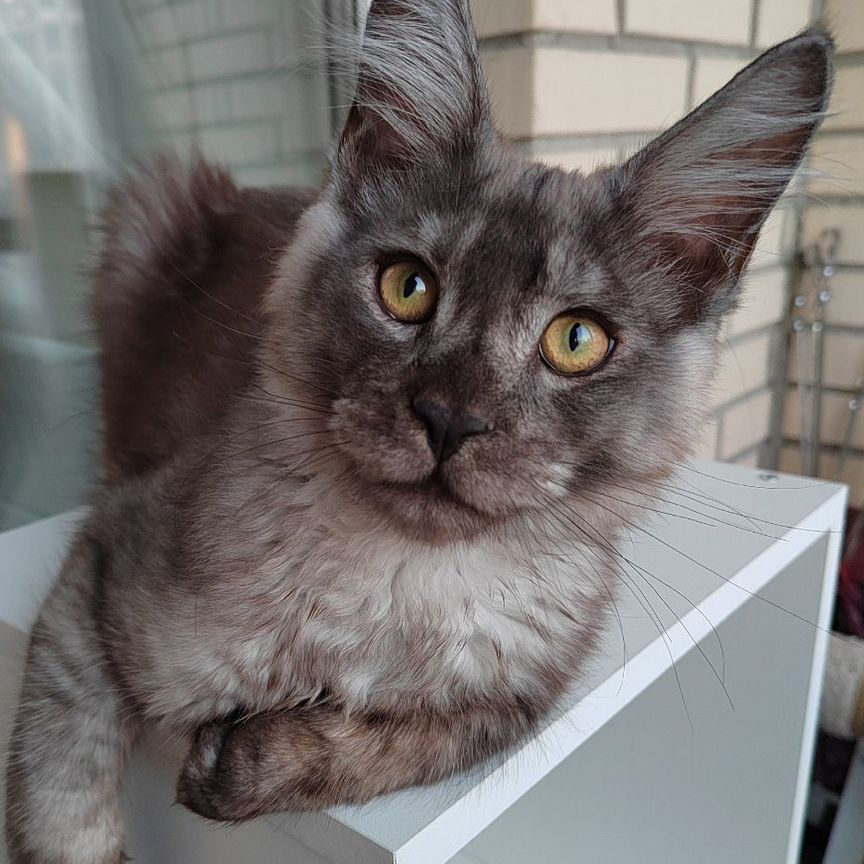 Мейн-кун котёнок