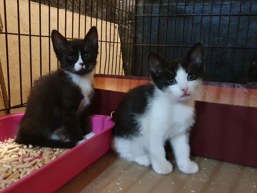 Котята