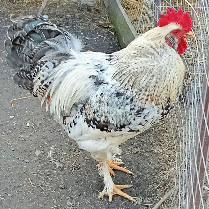 Петух молодой домашний