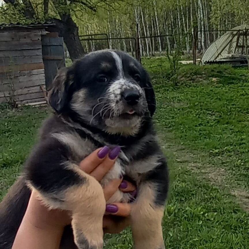 Щенок в добрые руки бесплатно