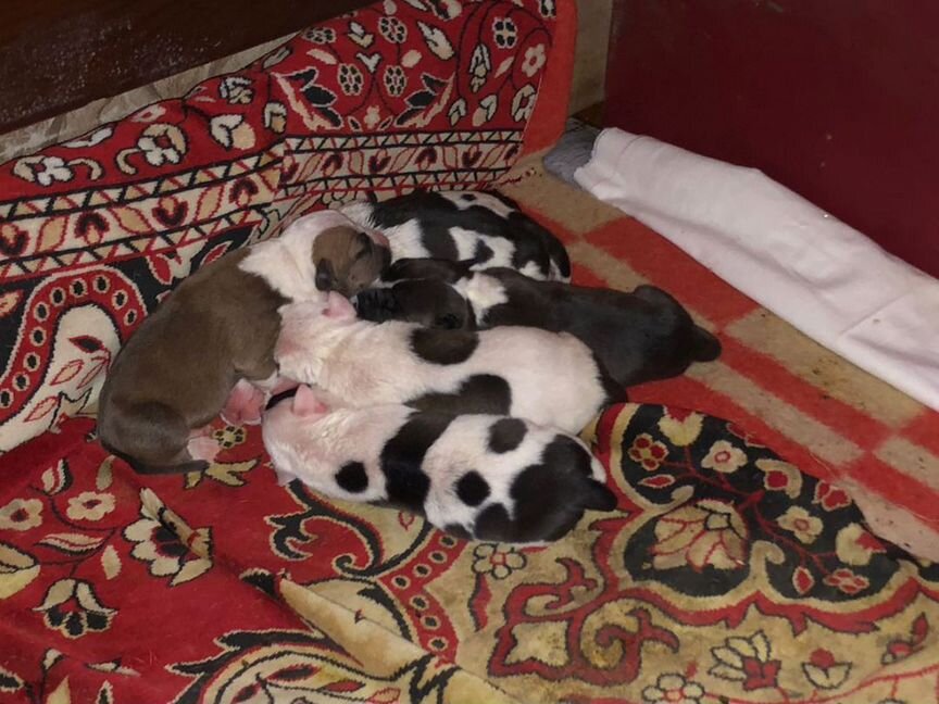 Щенки амстаффа