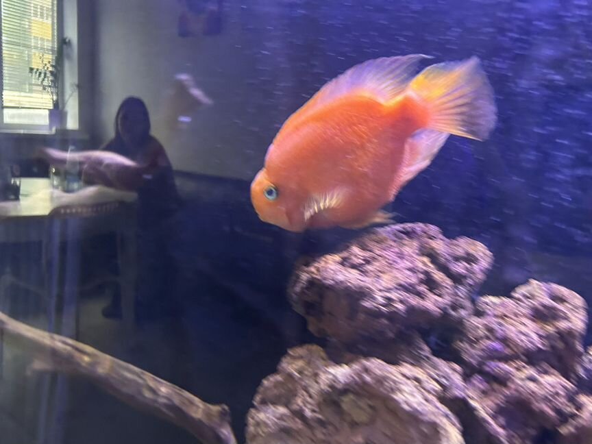 Аквариумные рыбки цихлиды