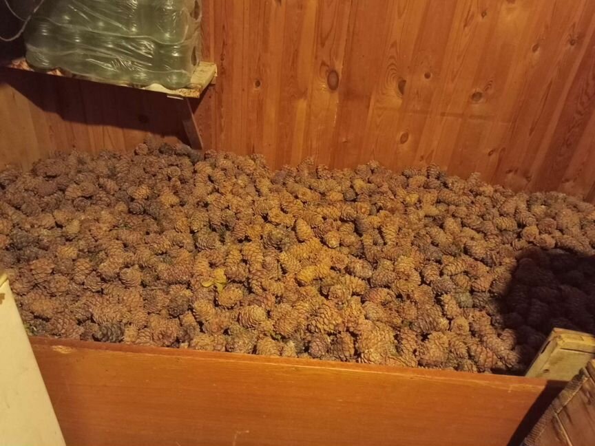 Кедровая шишка