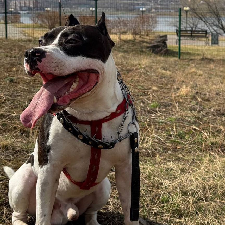 Американский стаффордширский терьер, взрослый пёс