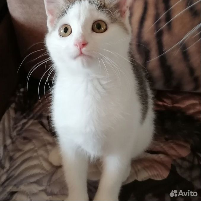 Котенок Рада