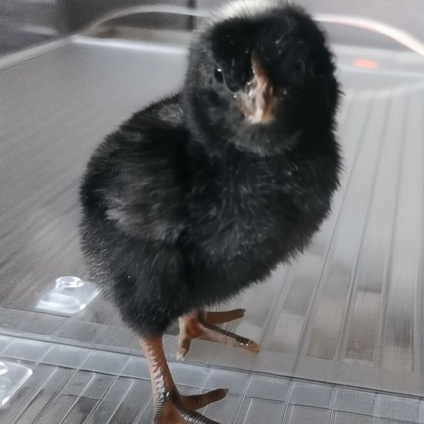 Цыплята цветного бройлера