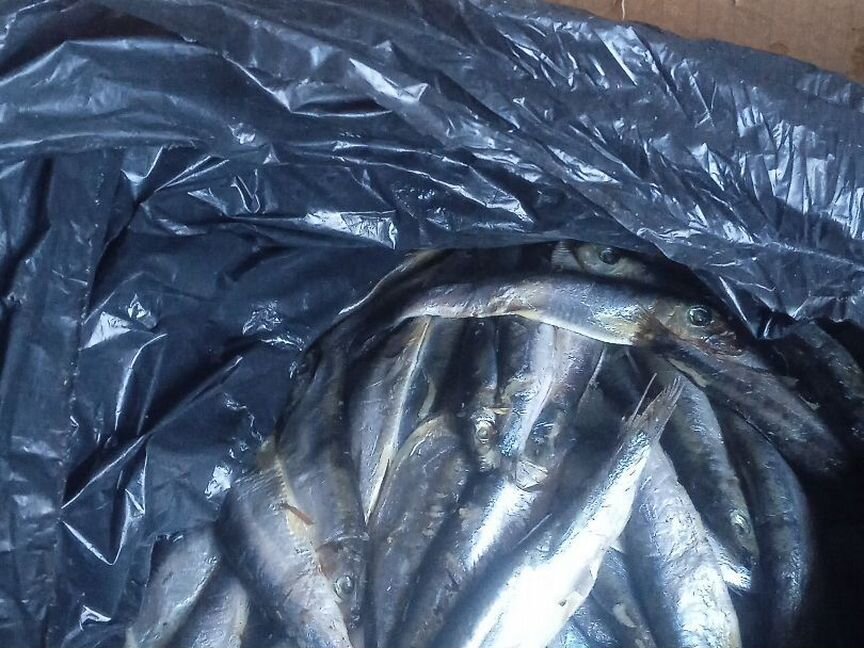 Рыба для животных