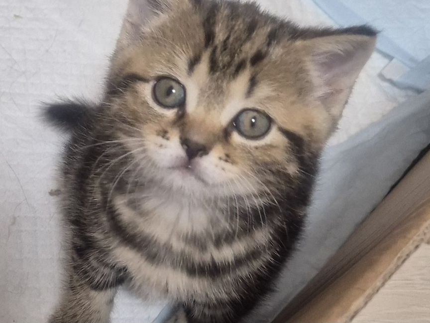 Продам котенка шотландец