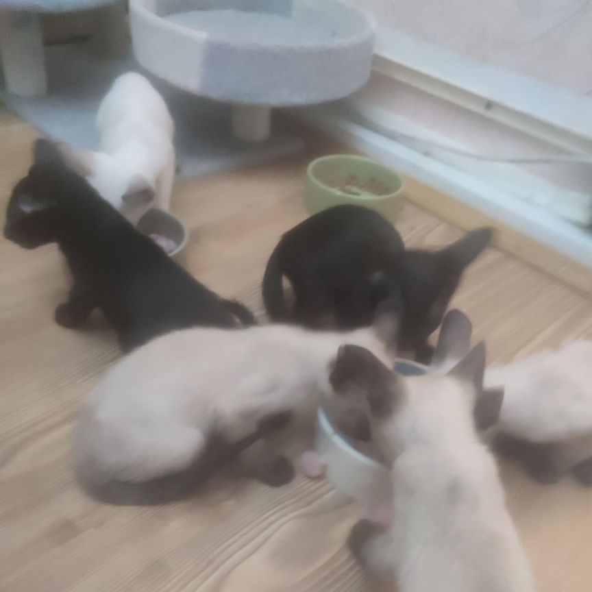 Ориентальный котёнок