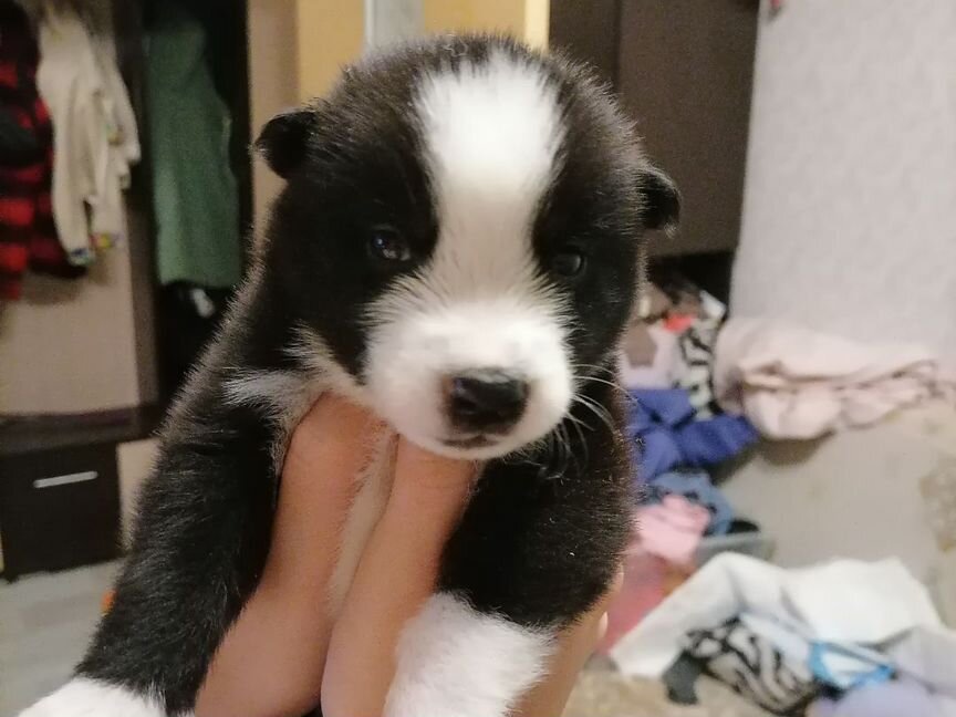 Щенки сибирской хаски